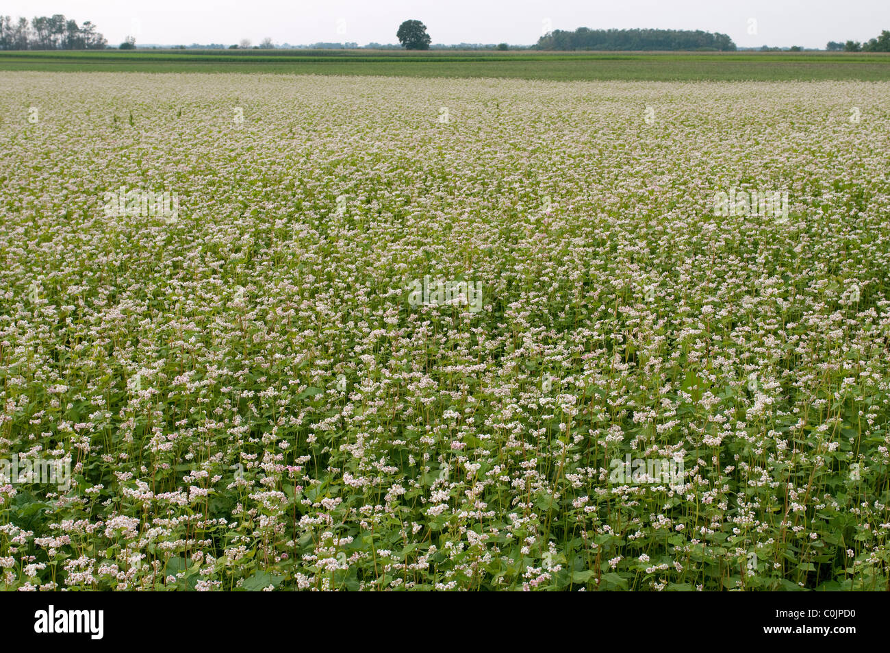 Buckwheat (Fagopyrum esculentum), field of flowering plants Stock Photo ...