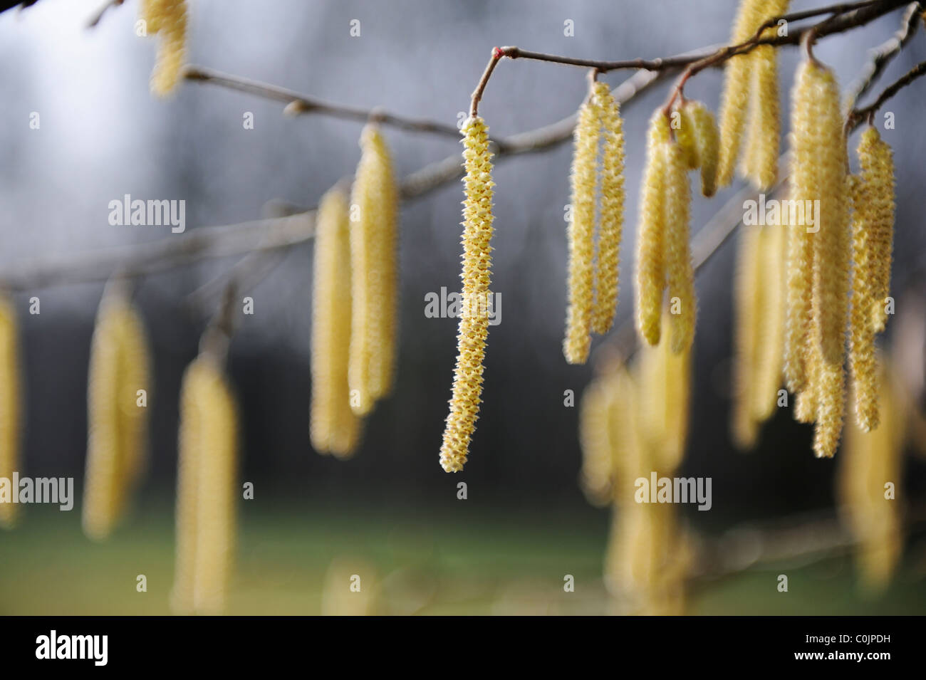 Hazel tree flower hi-res stock photography and images - Alamy