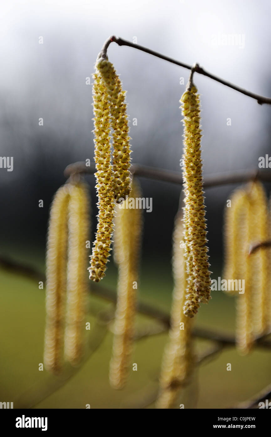 Stock photo of Hazel tree catkins Stock Photo - Alamy