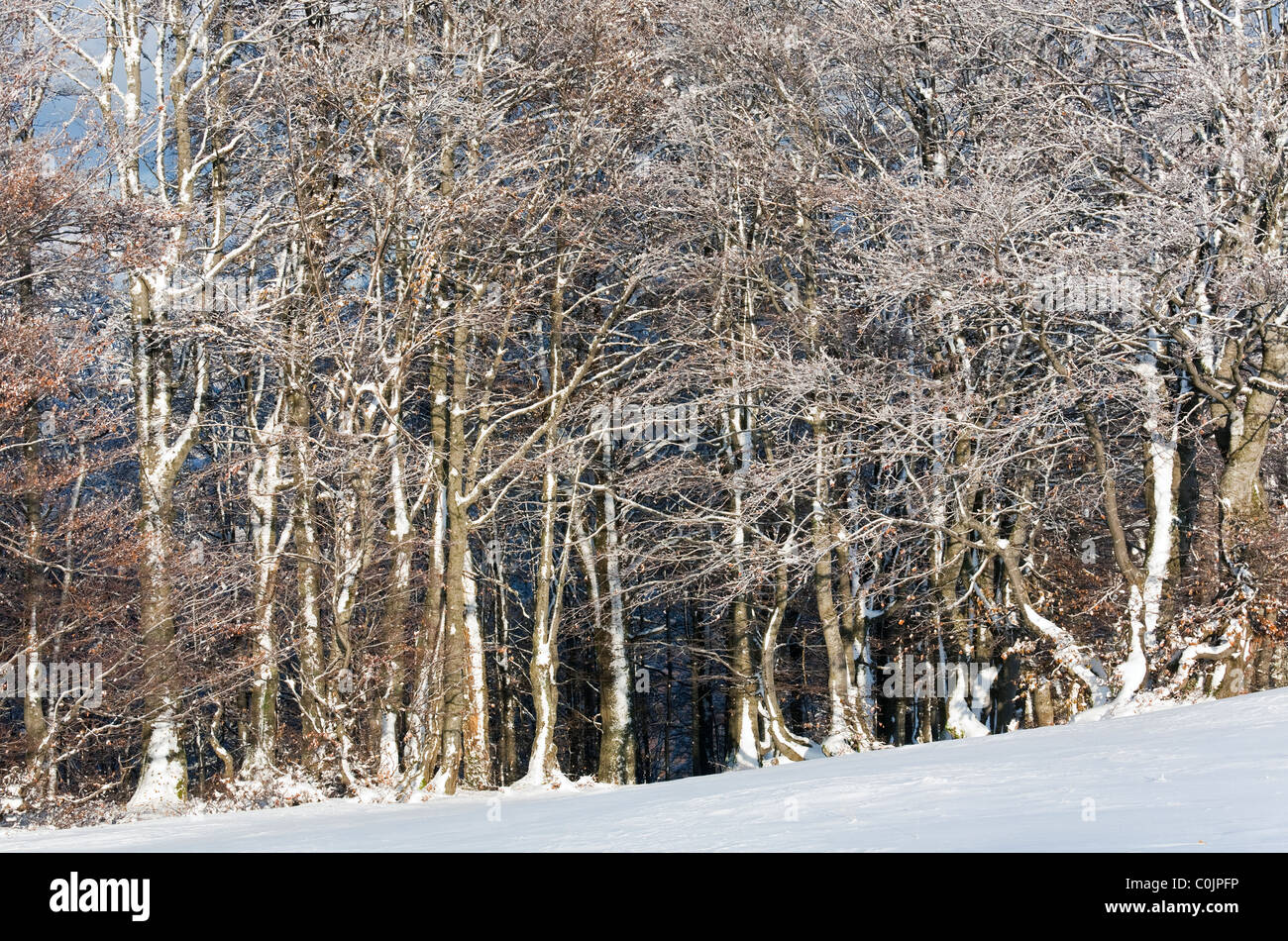 October mountain beech forest and first winter snow Stock Photo - Alamy