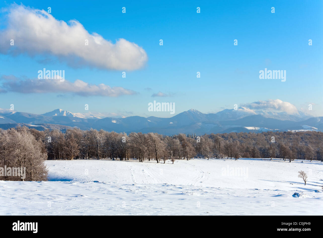 October mountain beech forest edge and first winter snow (Goverla Mount ...