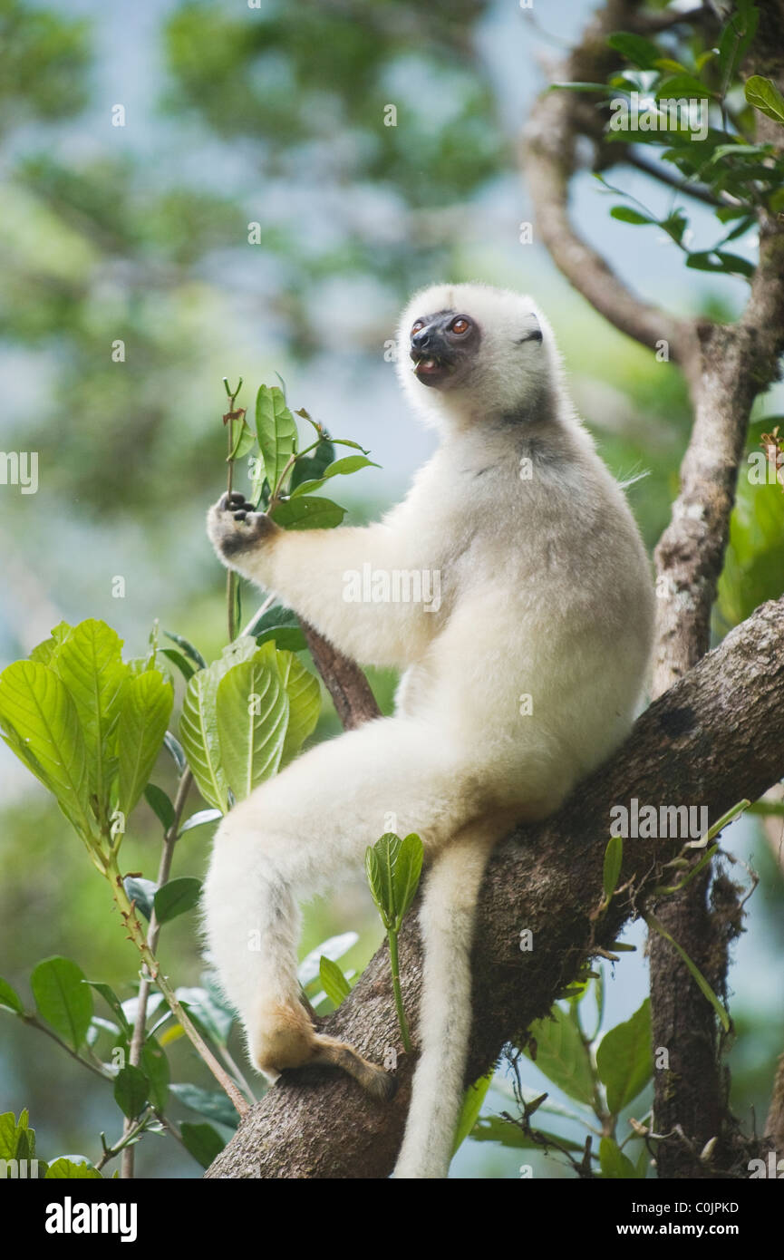 Silky Sifaka (Propithecus candidus) WILD, Marojejy National Park ...