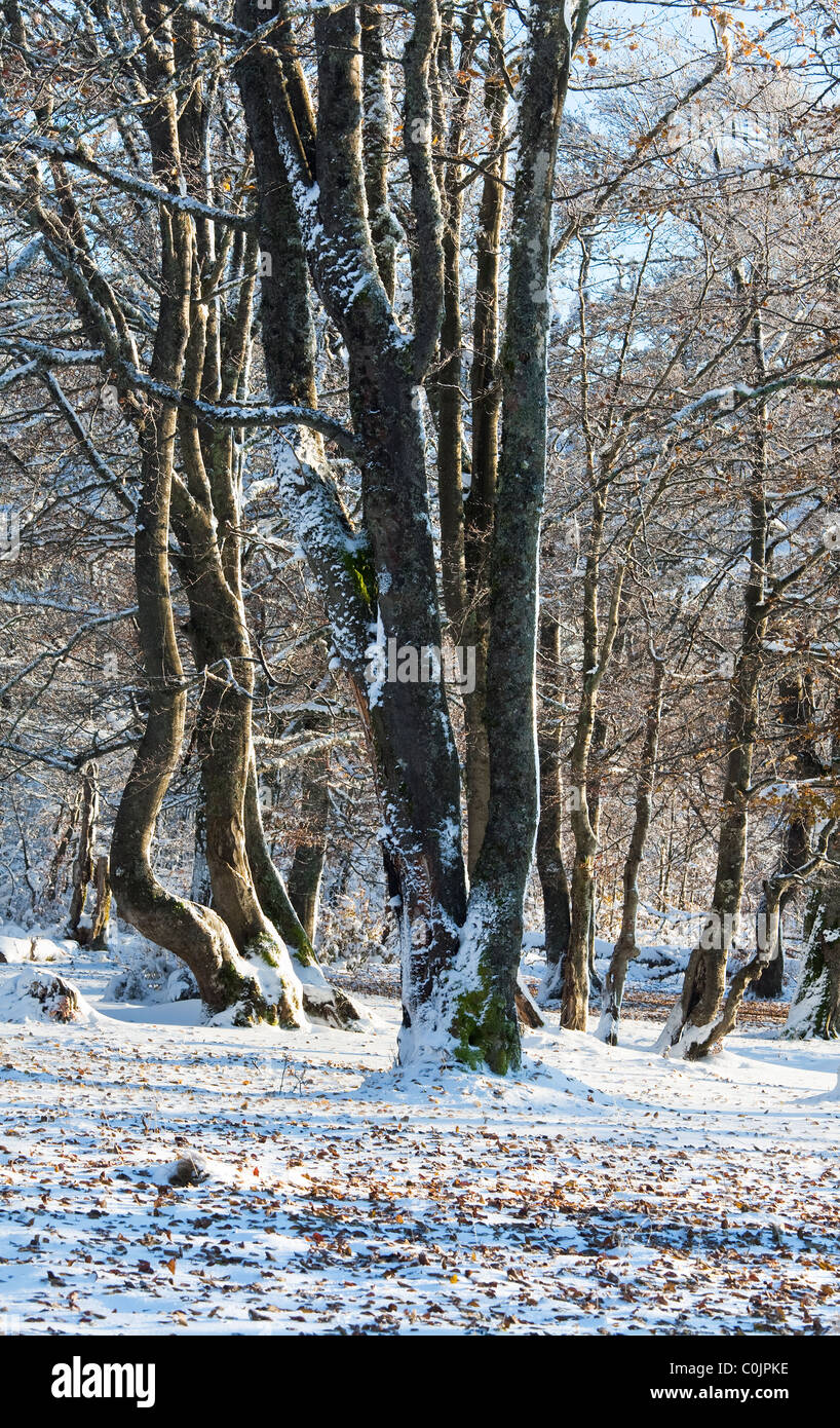 October mountain beech forest with first winter snow and last autumn ...