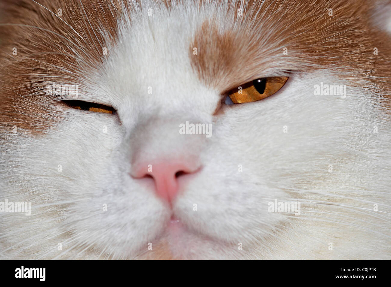 head of cat Stock Photo - Alamy