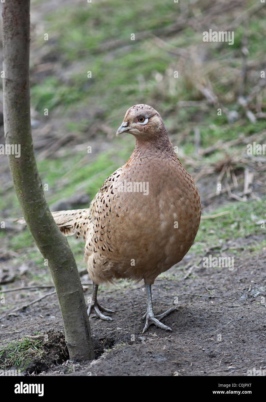 Female pheasant hi-res stock photography and images - Alamy