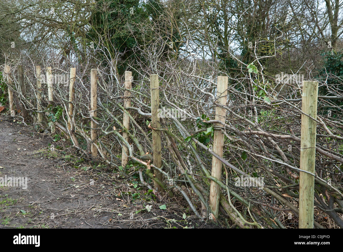 Layered hedging hi-res stock photography and images - Alamy