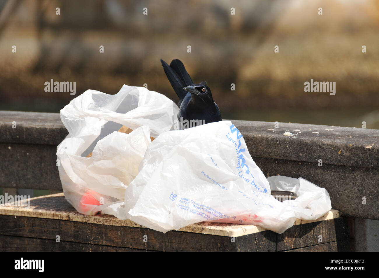 Grackle scavenging in trash Stock Photo - Alamy