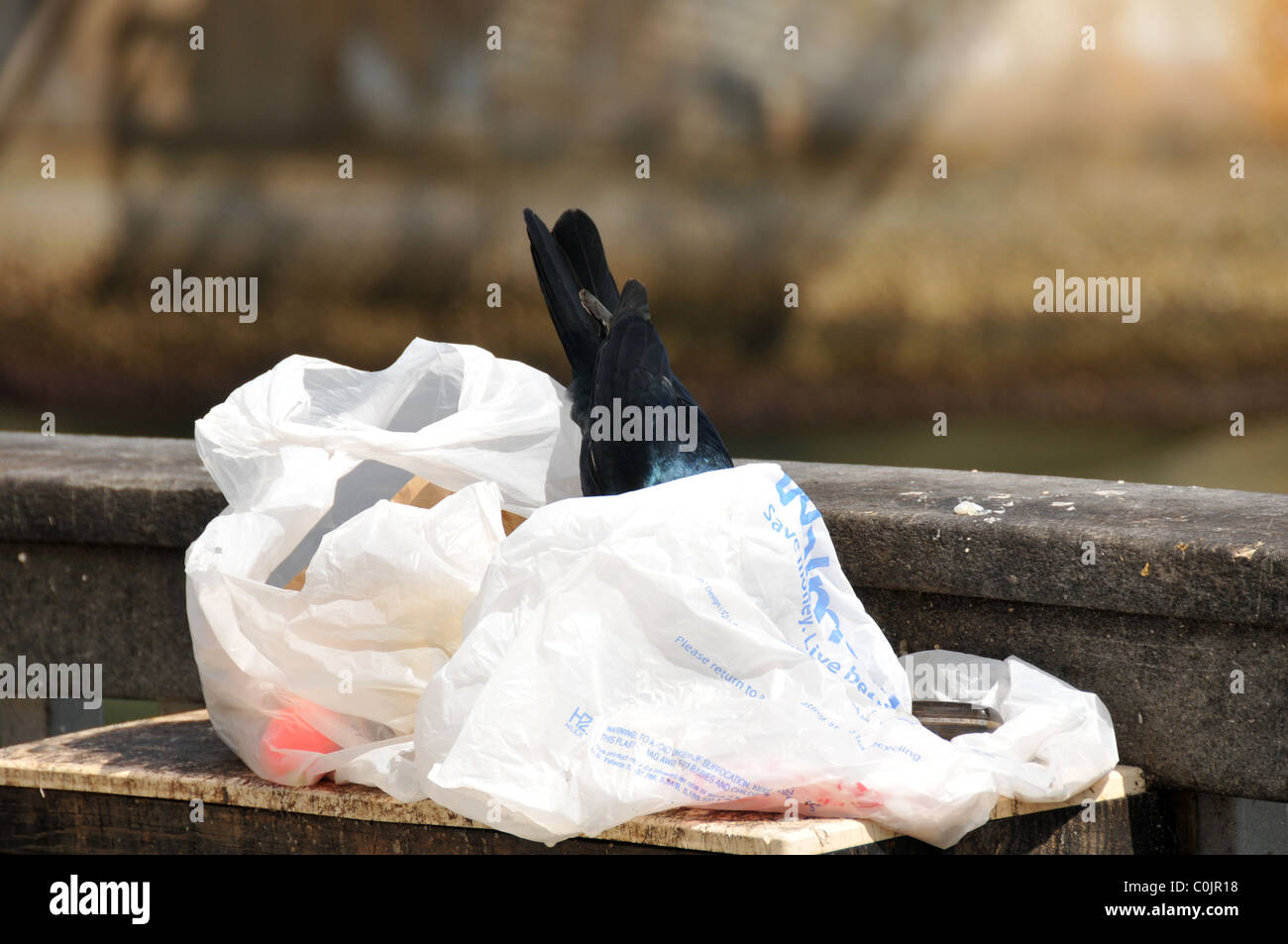 Trash scavenging hi-res stock photography and images - Alamy