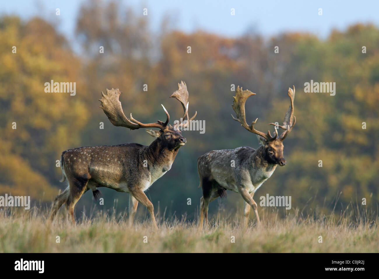 Two rival Fallow deer (Dama dama / Cervus dama) bucks assessing each ...