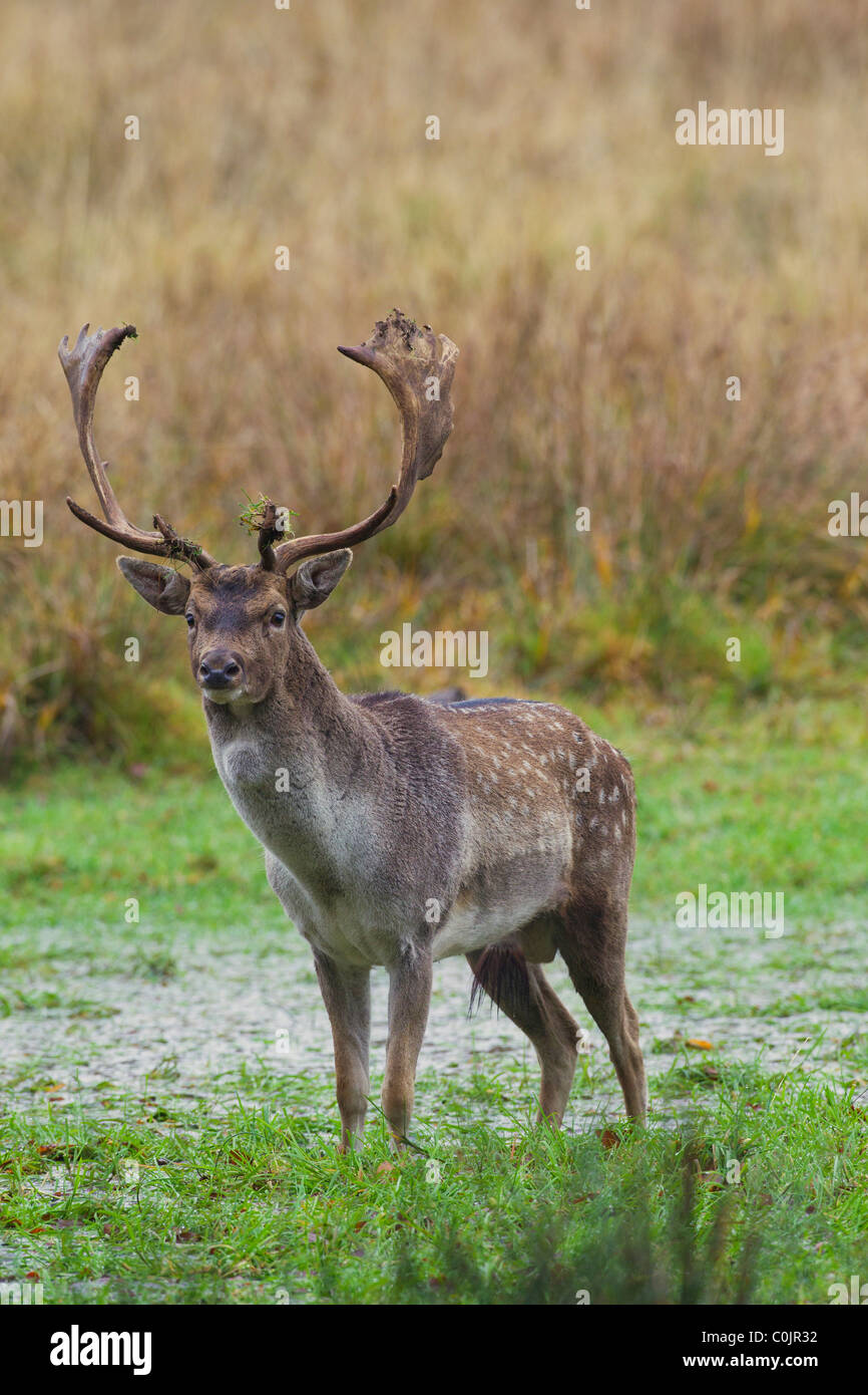 Fallow deer (Dama dama / Cervus dama) buck in pond during the rutting ...