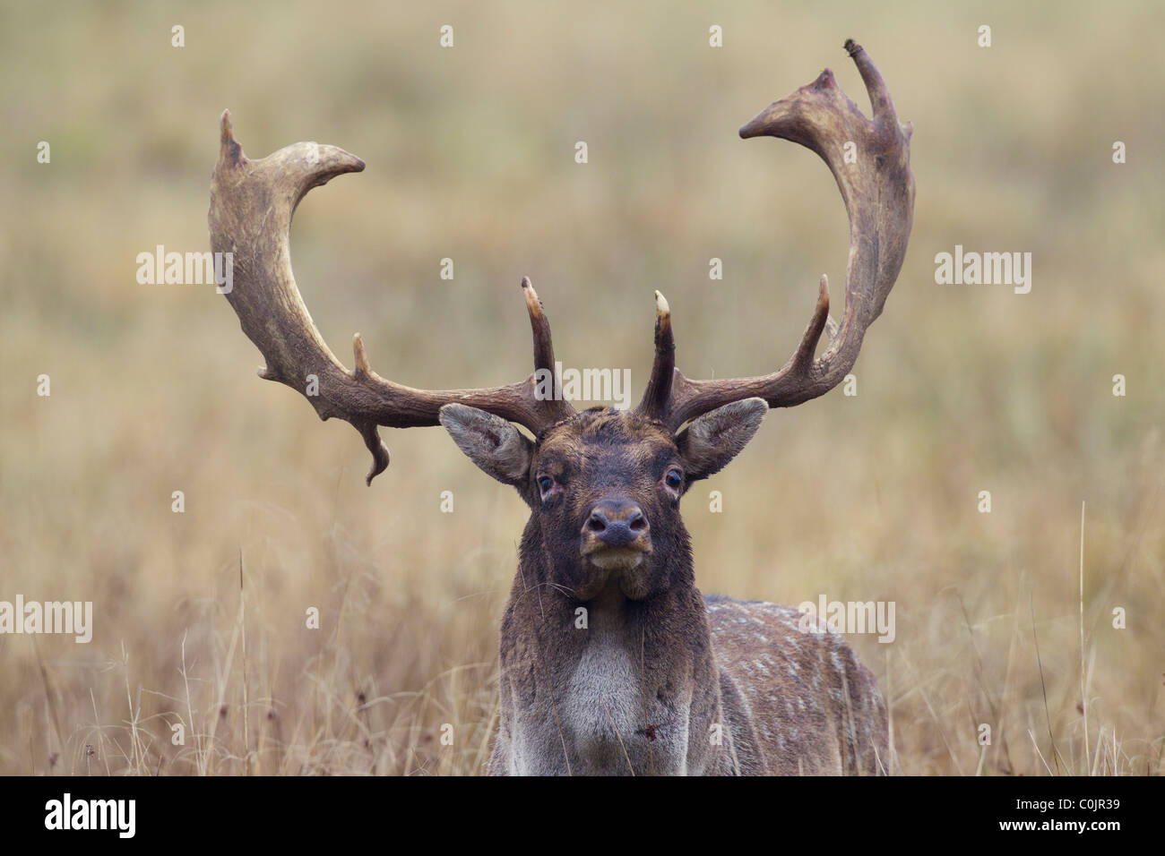 Fallow deer (Dama dama / Cervus dama) buck in grassland during the ...