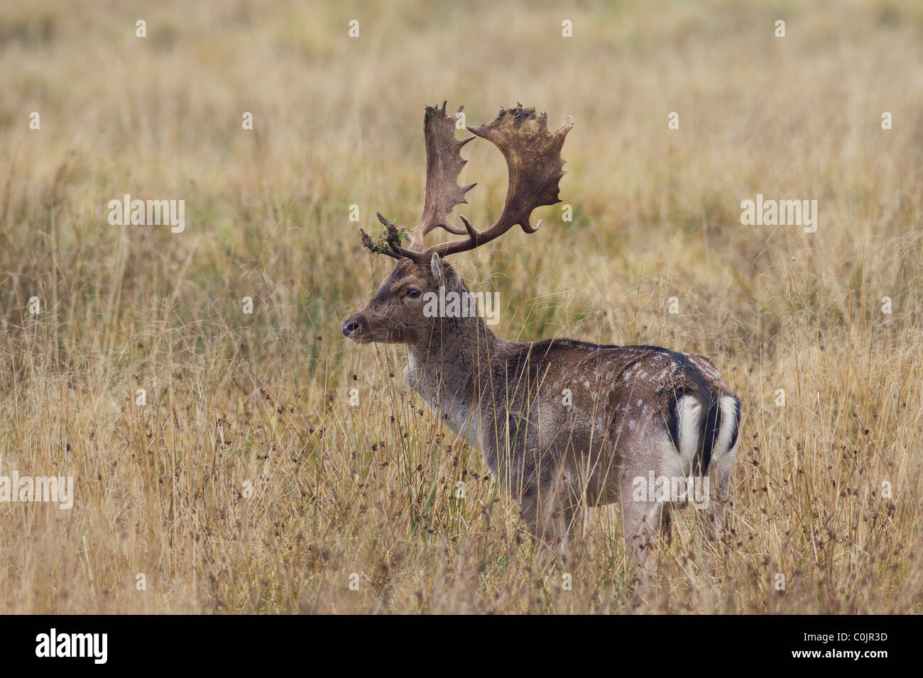 Fallow deer (Dama dama / Cervus dama) buck in grassland during the ...