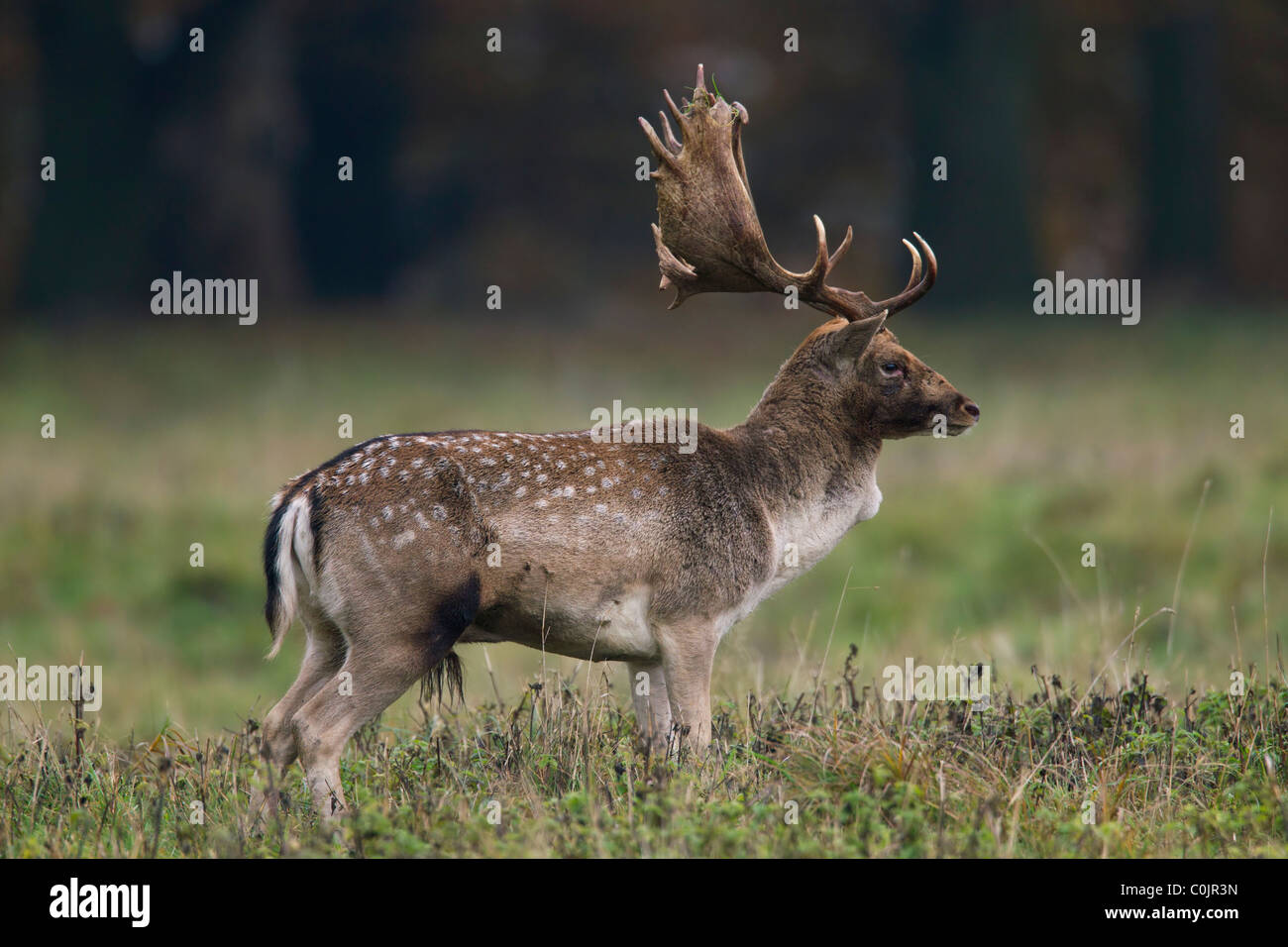 Fallow deer (Dama dama / Cervus dama) buck during the rutting season in ...