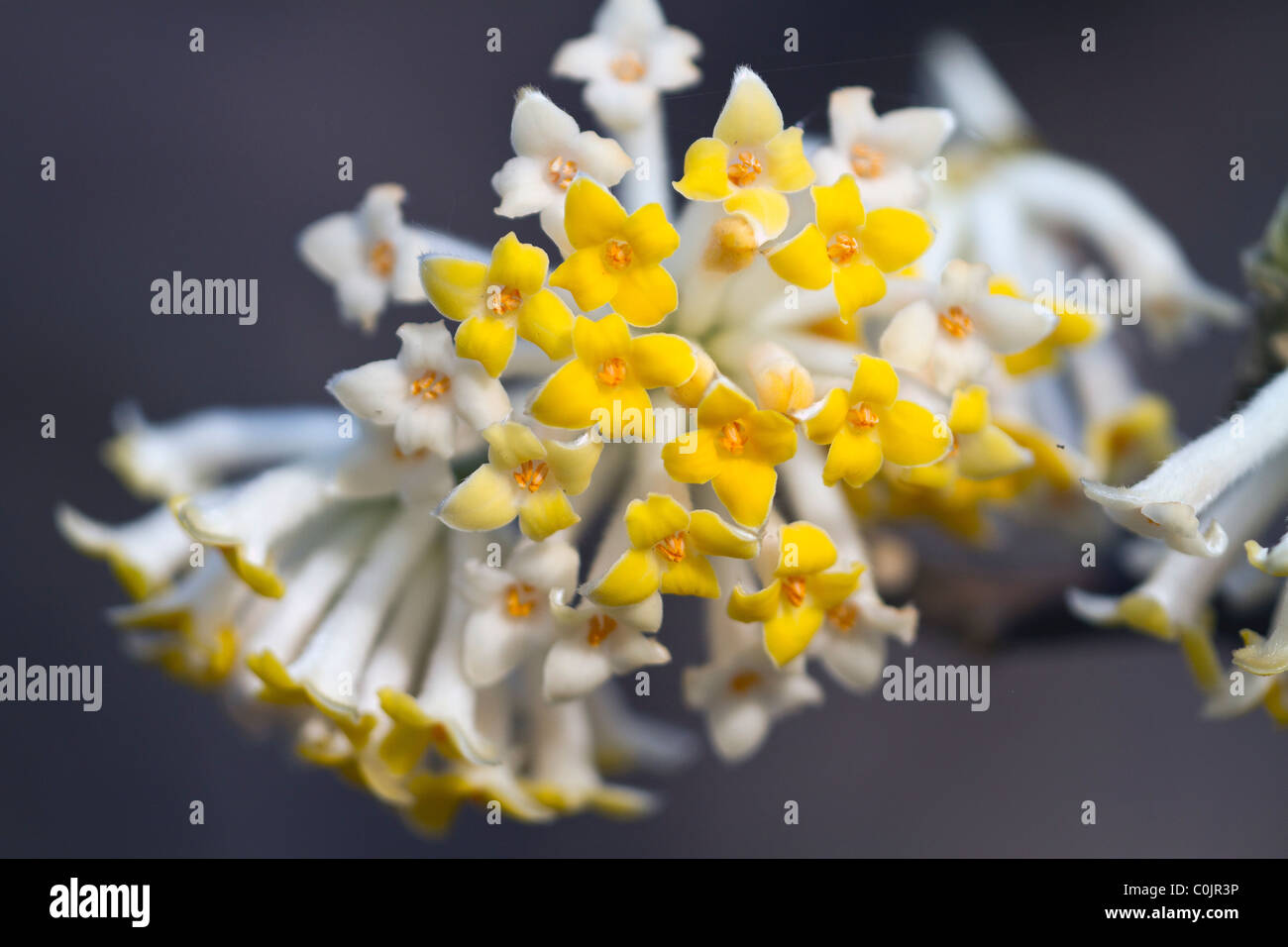 Paper bush flowers hi-res stock photography and images - Alamy