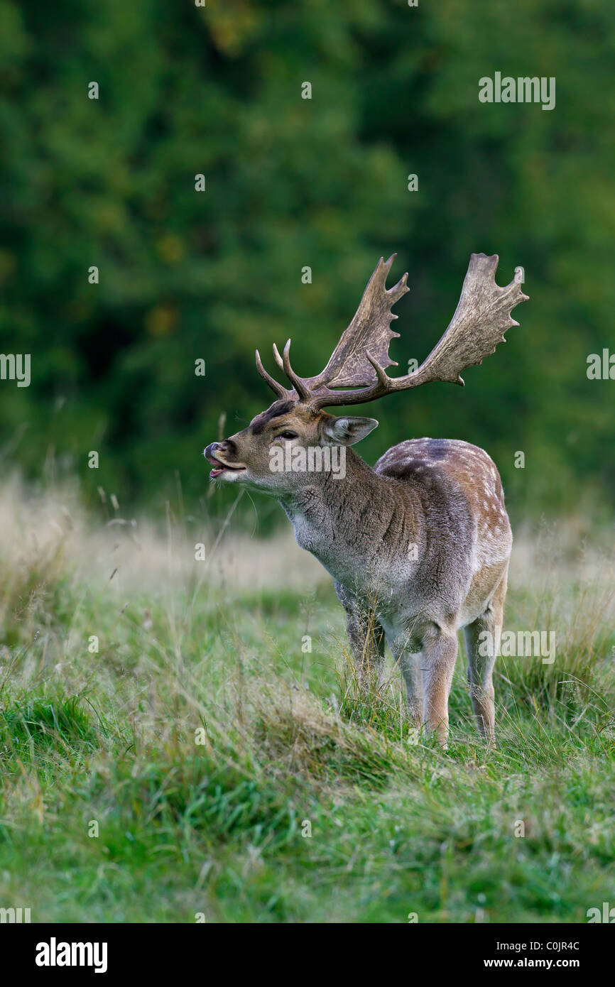 Fallow deer (Dama dama / Cervus dama) buck exhibiting flehmen behavior ...