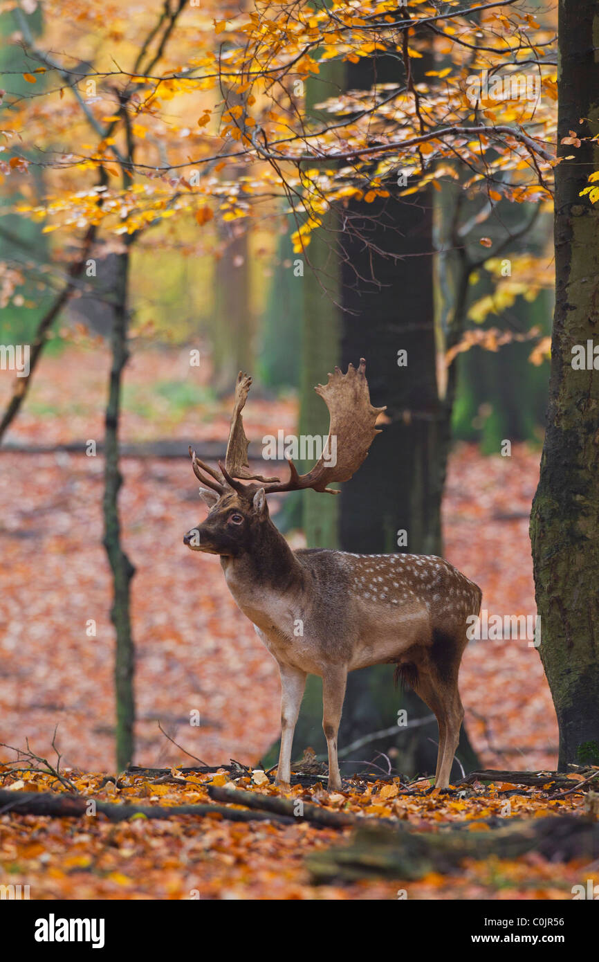 Fallow deer (Dama dama / Cervus dama) buck in forest during the rutting ...
