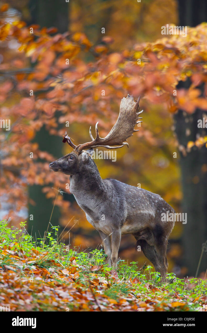 Fallow deer (Dama dama / Cervus dama) buck in forest during the rutting ...