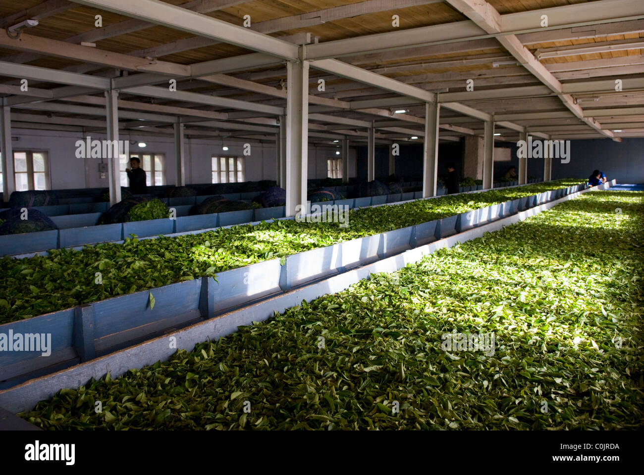 The Happy Valley Tea Plantation, factory production line, Darjeeling ...