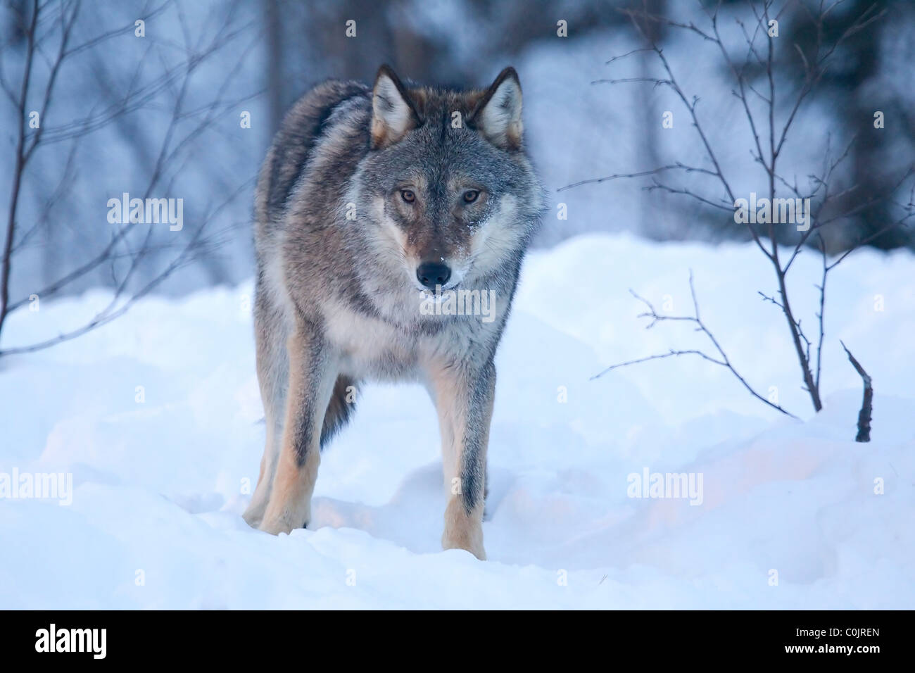 Eurasian wolf hi-res stock photography and images - Alamy