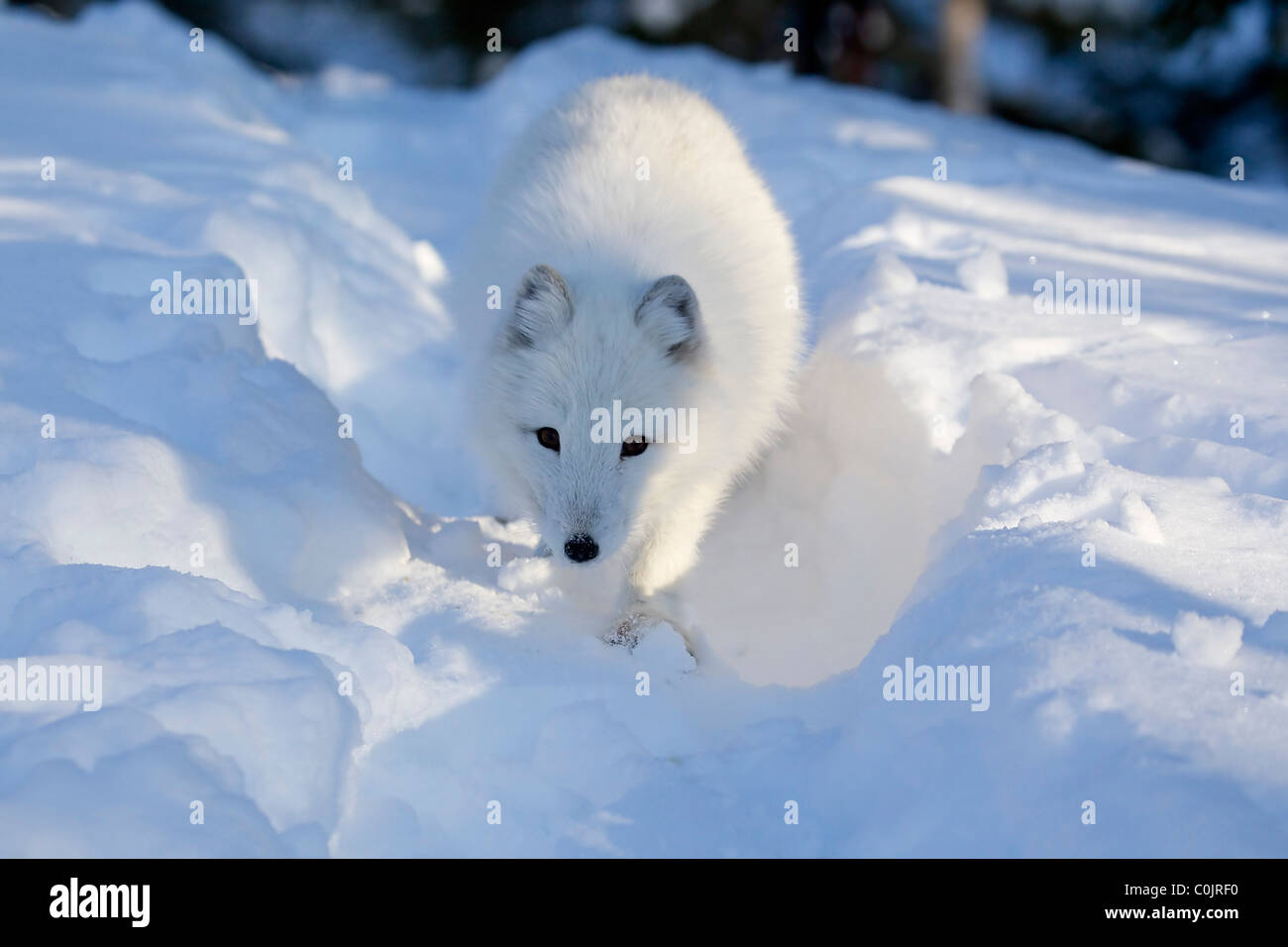 Norway Arctic Fox High Resolution Stock Photography and Images - Alamy