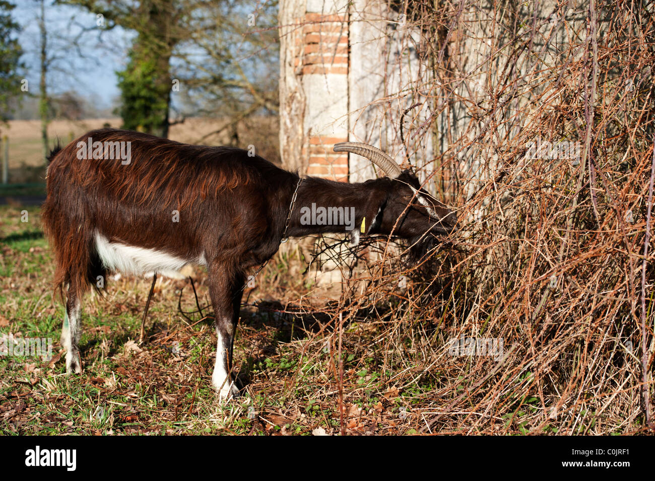 Rare breed goat hi-res stock photography and images - Alamy
