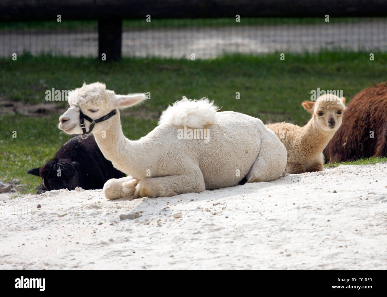 Alpaka (Lama Pacos) family with small baby animals Stock Photo - Alamy