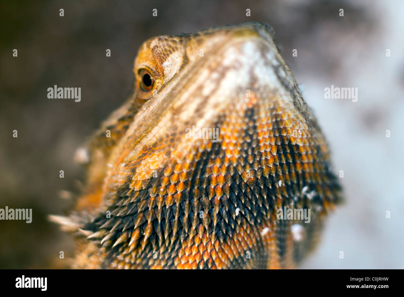Male bearded dragon hi-res stock photography and images - Alamy