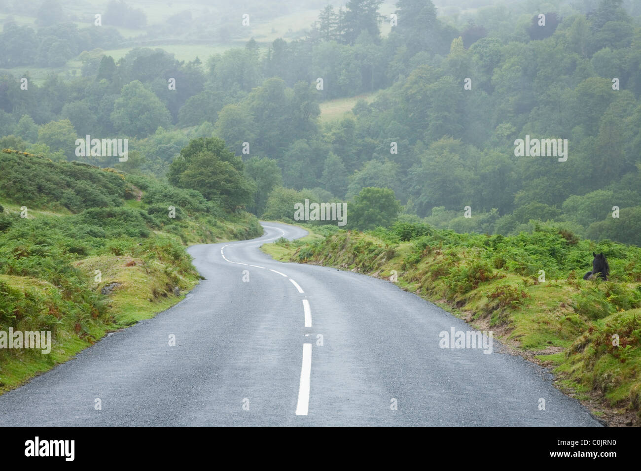 Winding Country Road. Dartmoor National Park. Devon. England. UK Stock ...