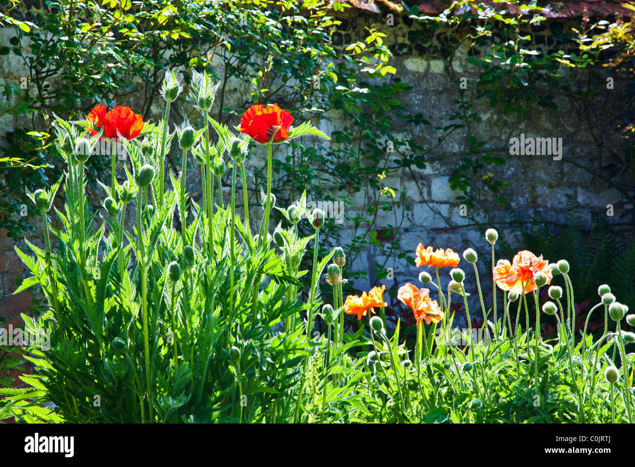A backlit flower border with poppies against a wall in an English ...
