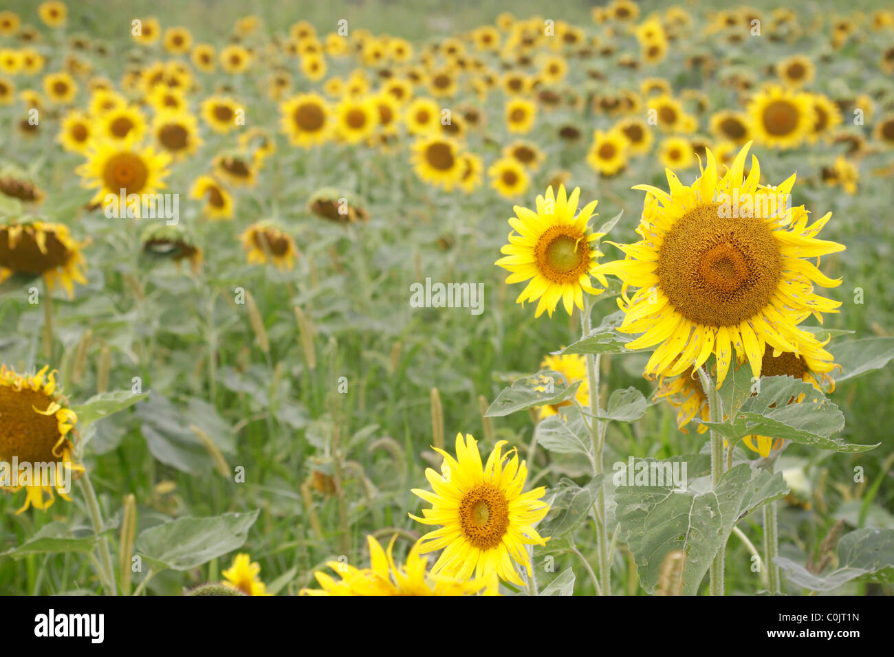 Annual native to americas hi-res stock photography and images - Alamy