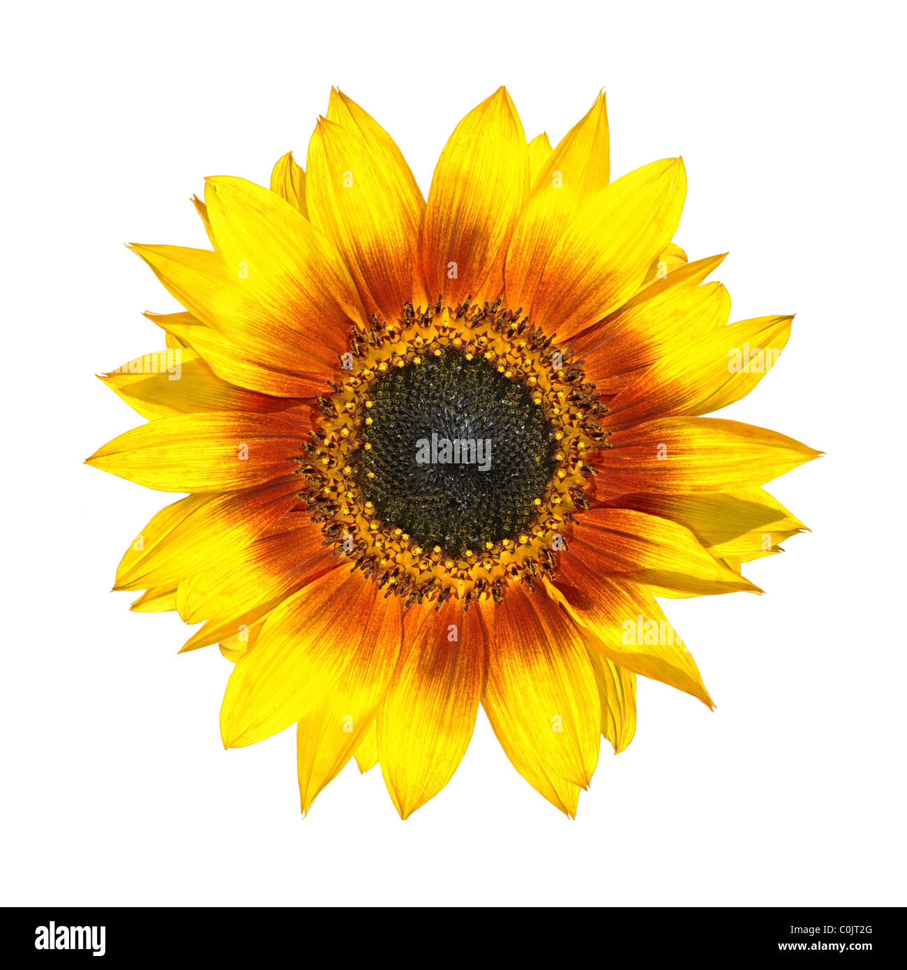 Beautiful Yellow Sunflower Fresh Petals Closeup Isolated on White ...