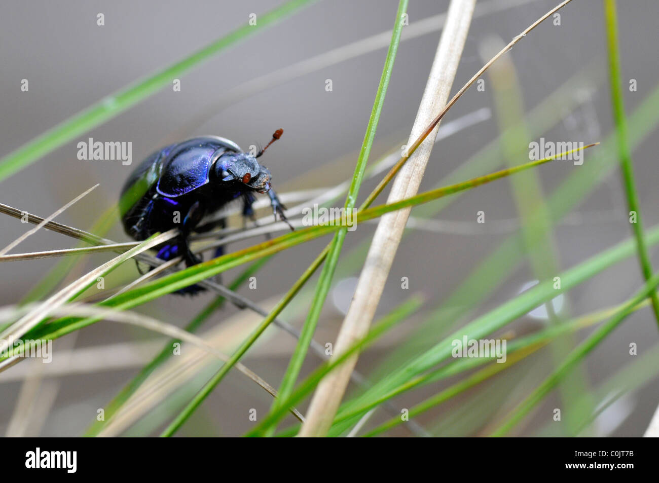 Closeup beetle geotrupidae genus on hi-res stock photography and images ...