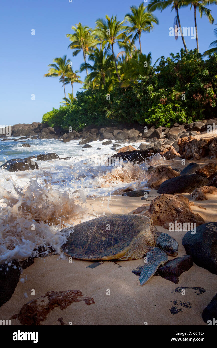 Hawksbill Turtle, Laniakea Beach, North Shore, Oahu, Hawaii Stock Photo ...