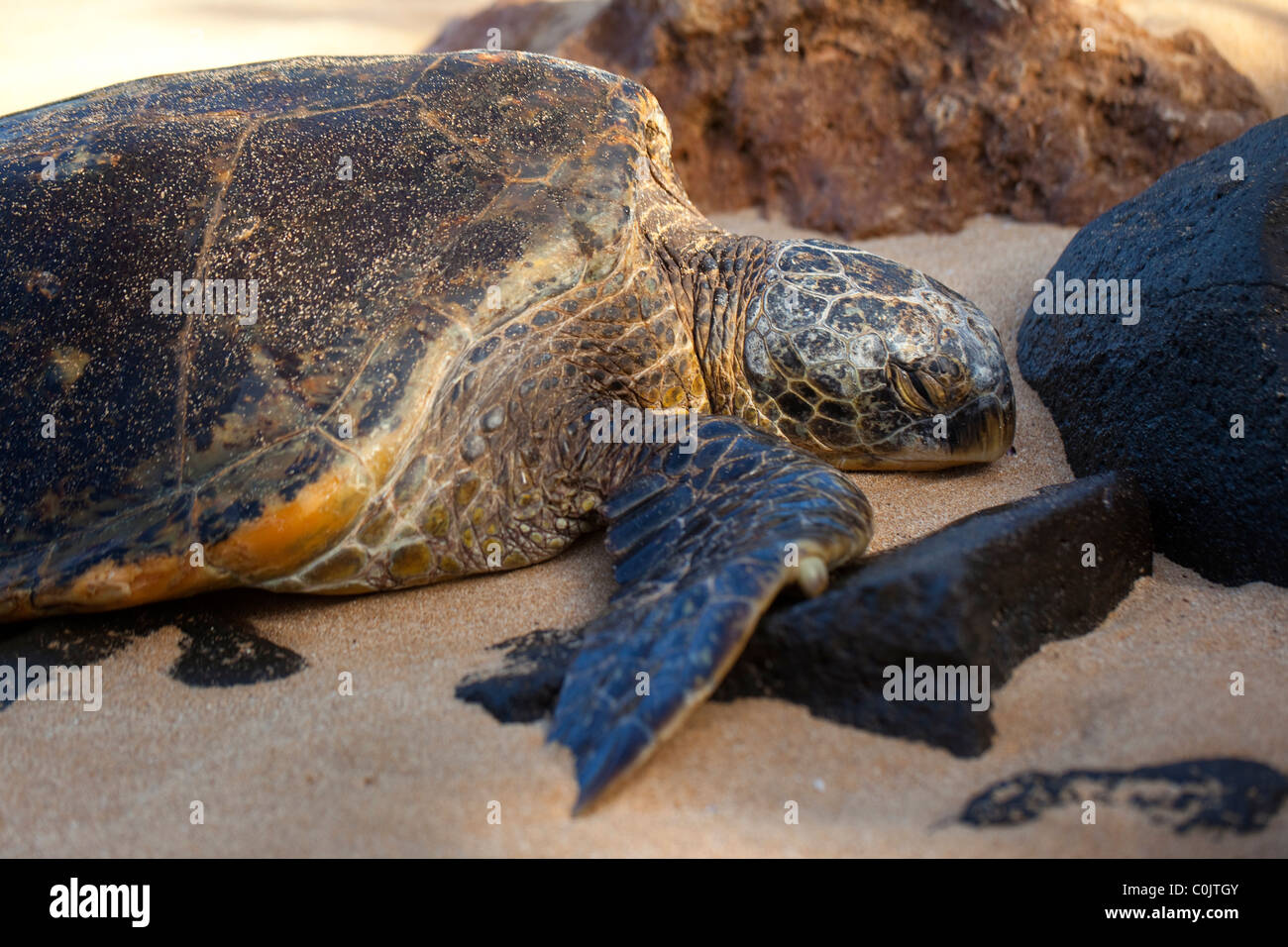 Hawksbill Turtle, Laniakea Beach, North Shore, Oahu, Hawaii Stock Photo ...