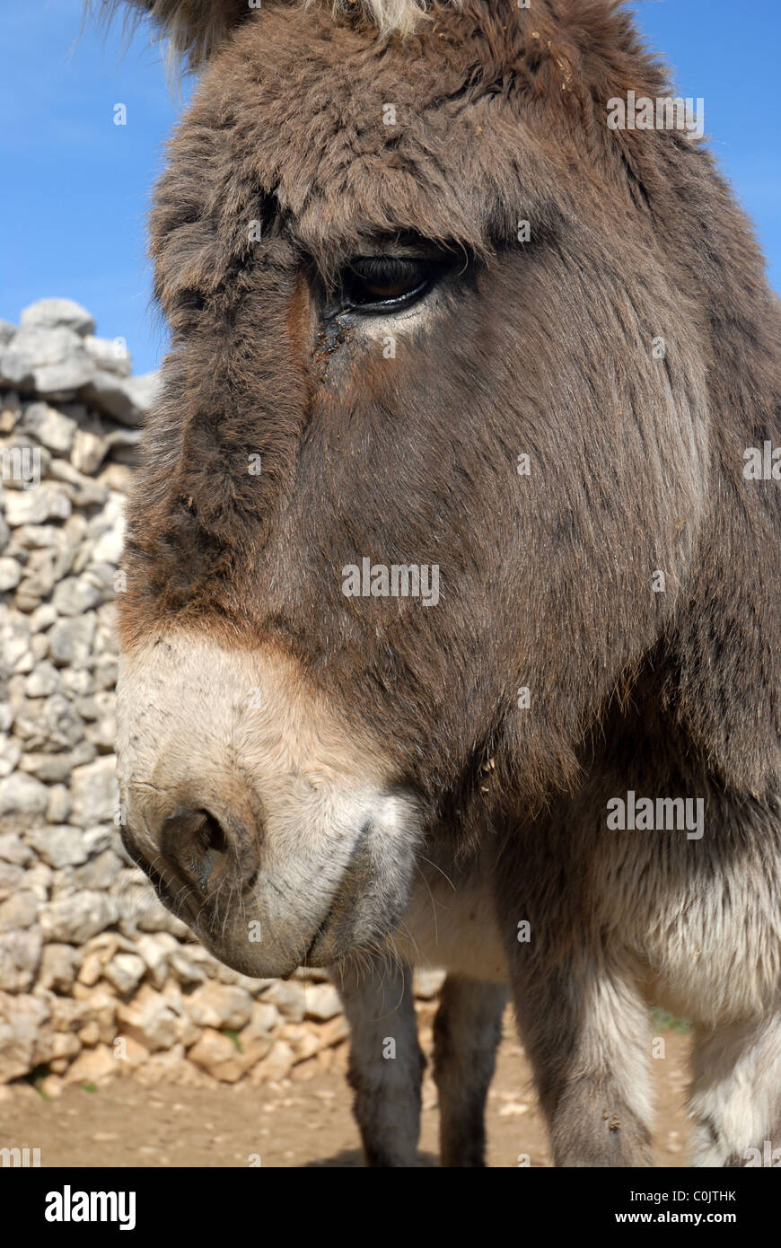 donkey, Benimaurell, Vall de Laguart, Alicante Province, Spain Stock ...