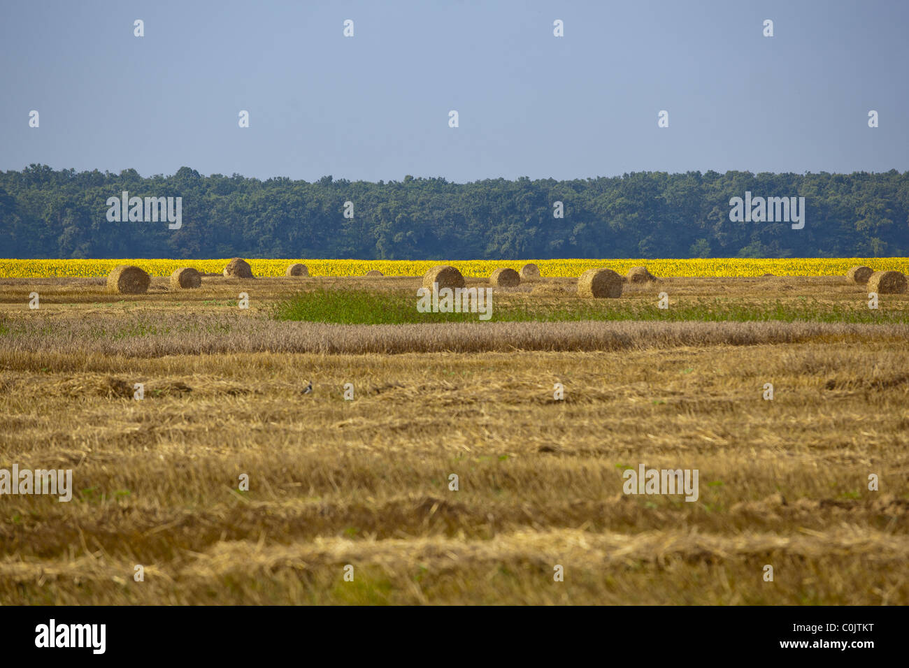 Summer wheat field after harvest hi-res stock photography and images ...