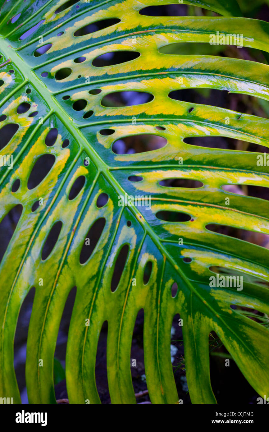 Monstera hi-res stock photography and images - Alamy