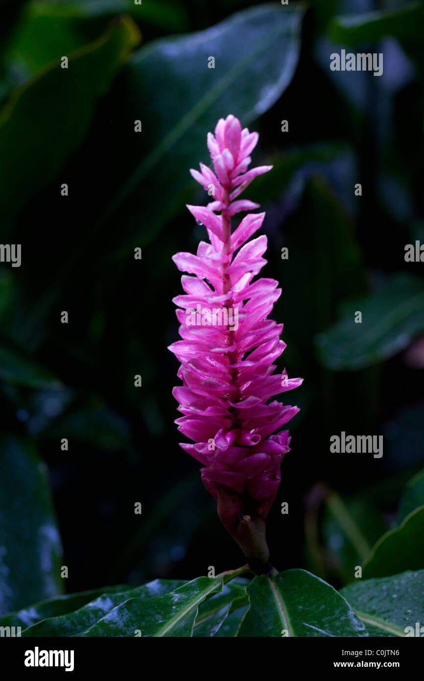 Pink ginger flower hi-res stock photography and images - Alamy