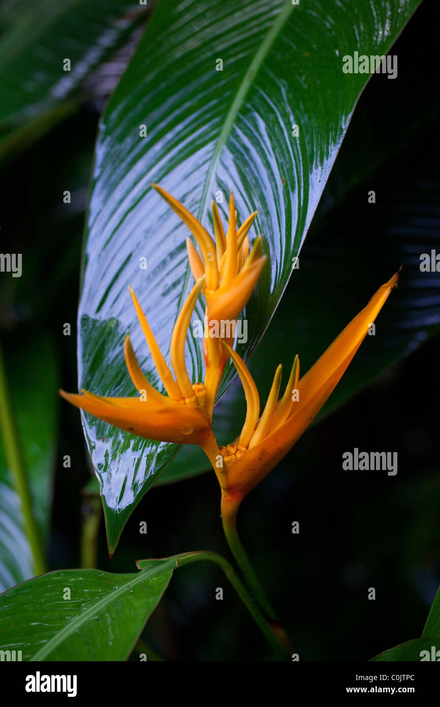 Heliconia flower garden hi-res stock photography and images - Alamy