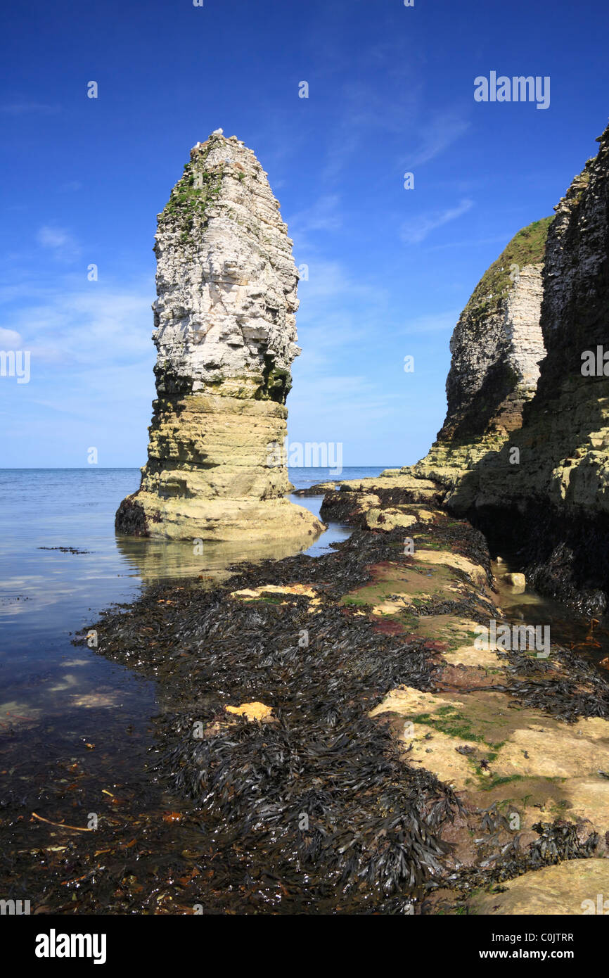 A sea stack in Selwick Bay under Flamborough Head, Yorkshire Stock ...