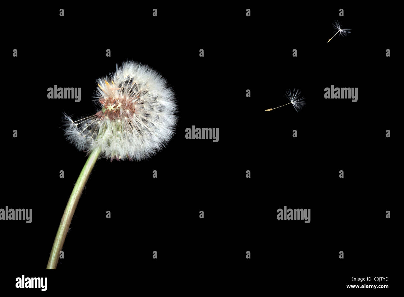 Seeds falling hi-res stock photography and images - Alamy