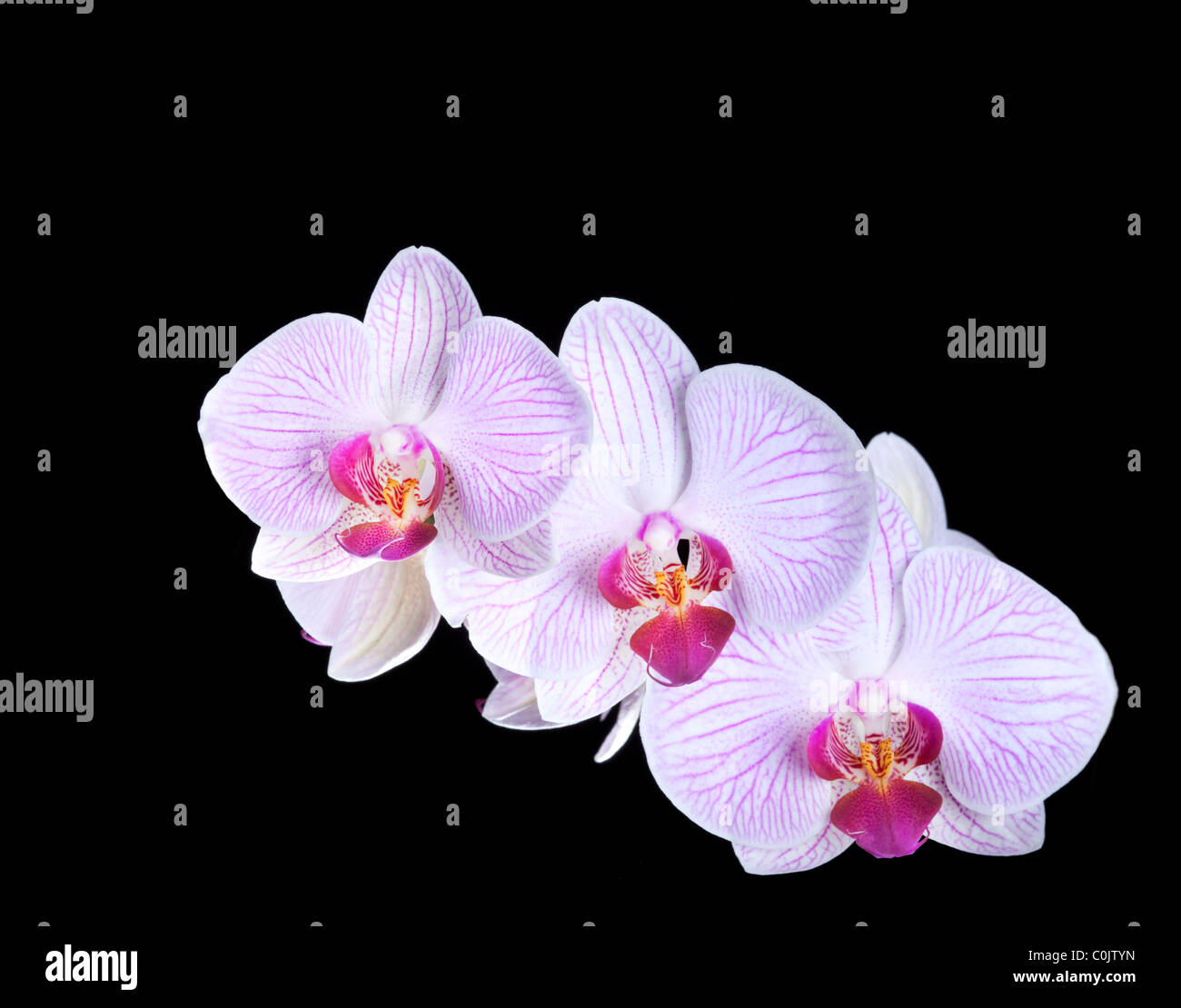 Phalaenopsis orchid trio against black background Stock Photo - Alamy