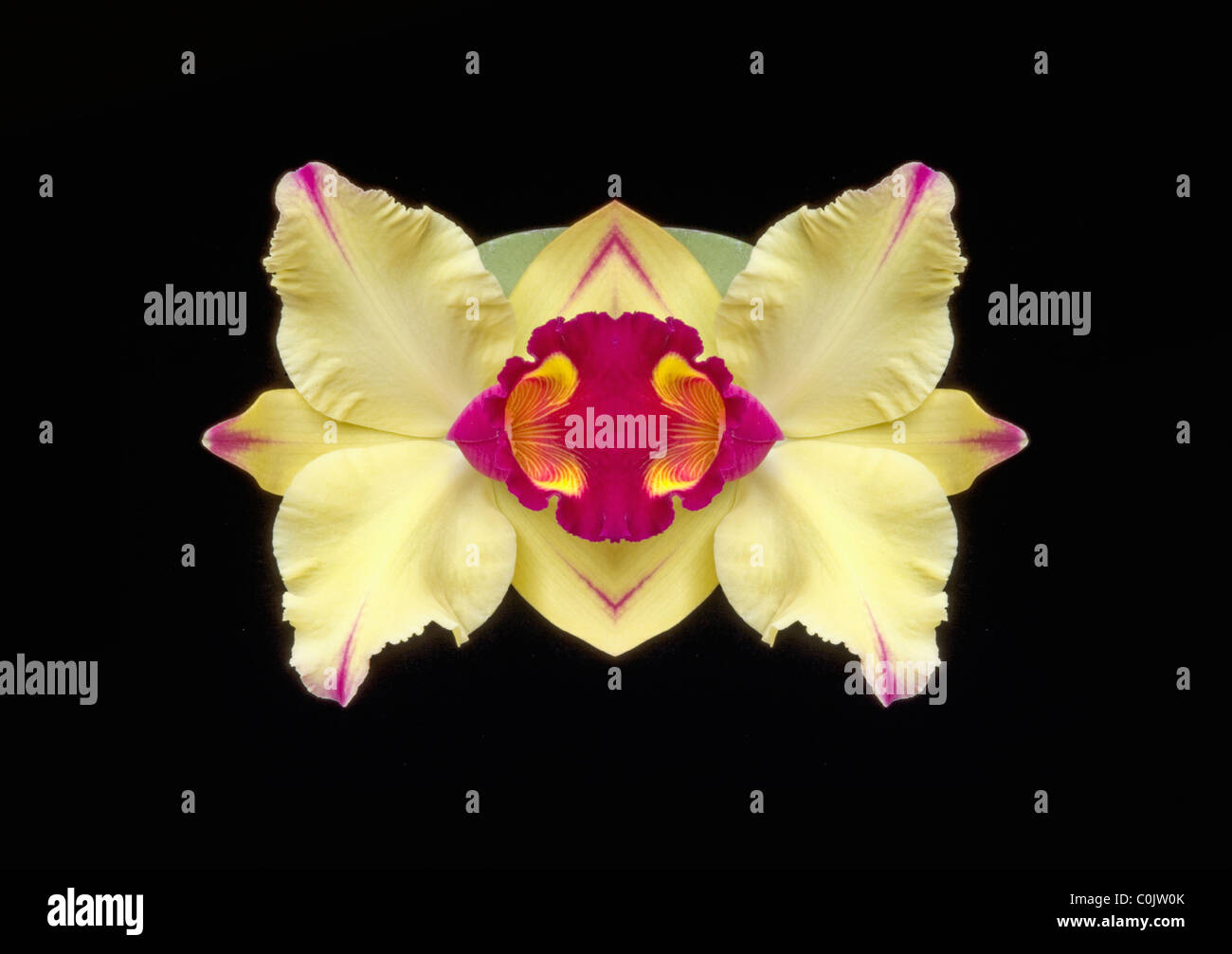 Cattleya orchid head on black background Stock Photo - Alamy