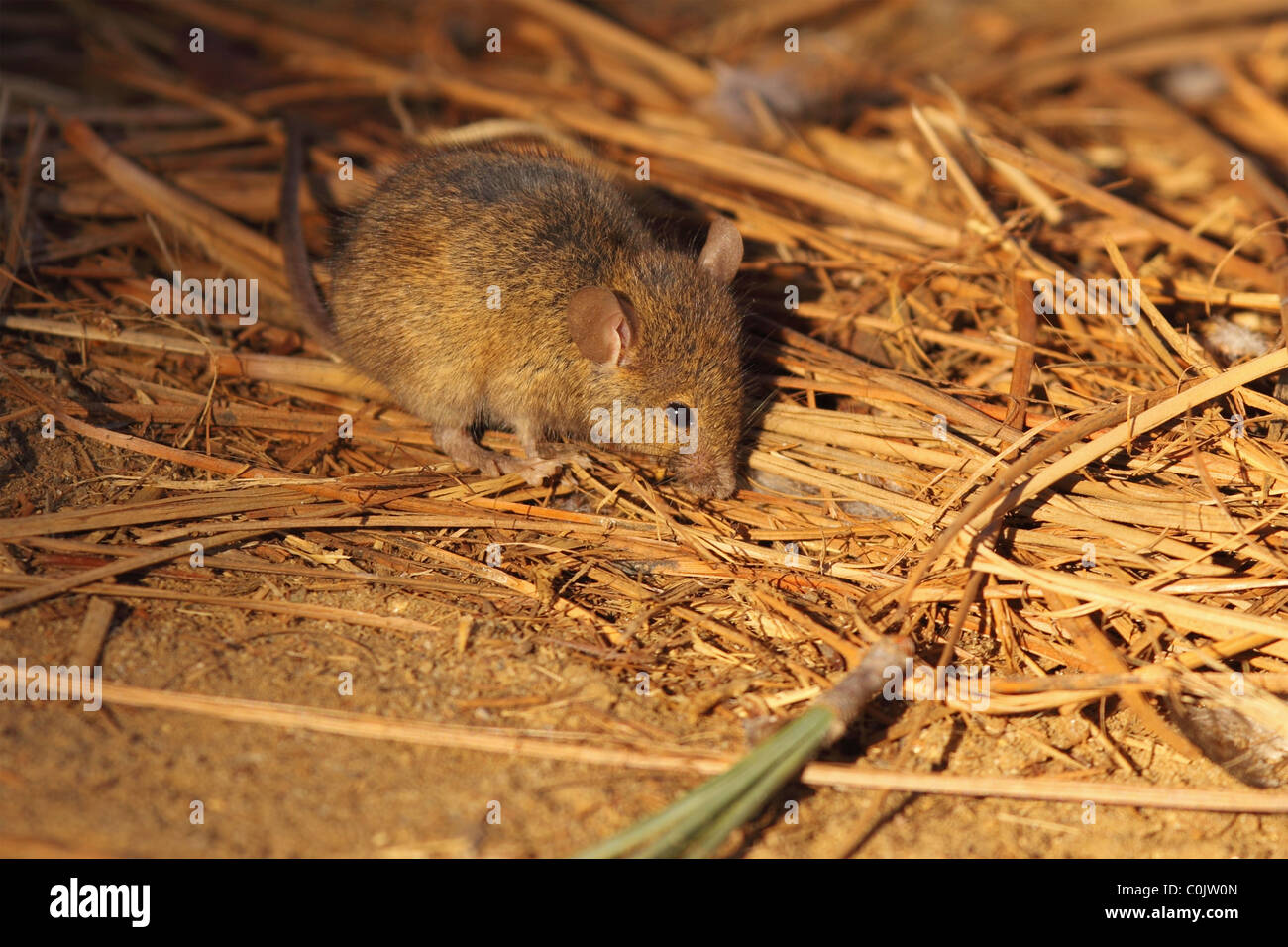 A Harvest Mouse searching in pine needles for food Stock Photo - Alamy
