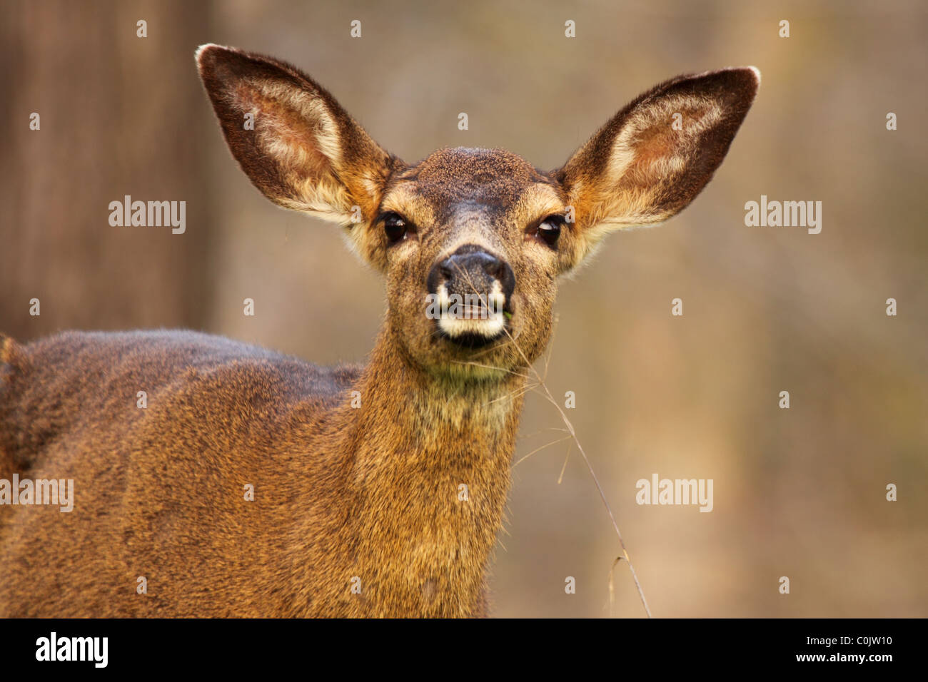 A Black-tailed Deer smelling the tip of a blade of grass Stock Photo ...