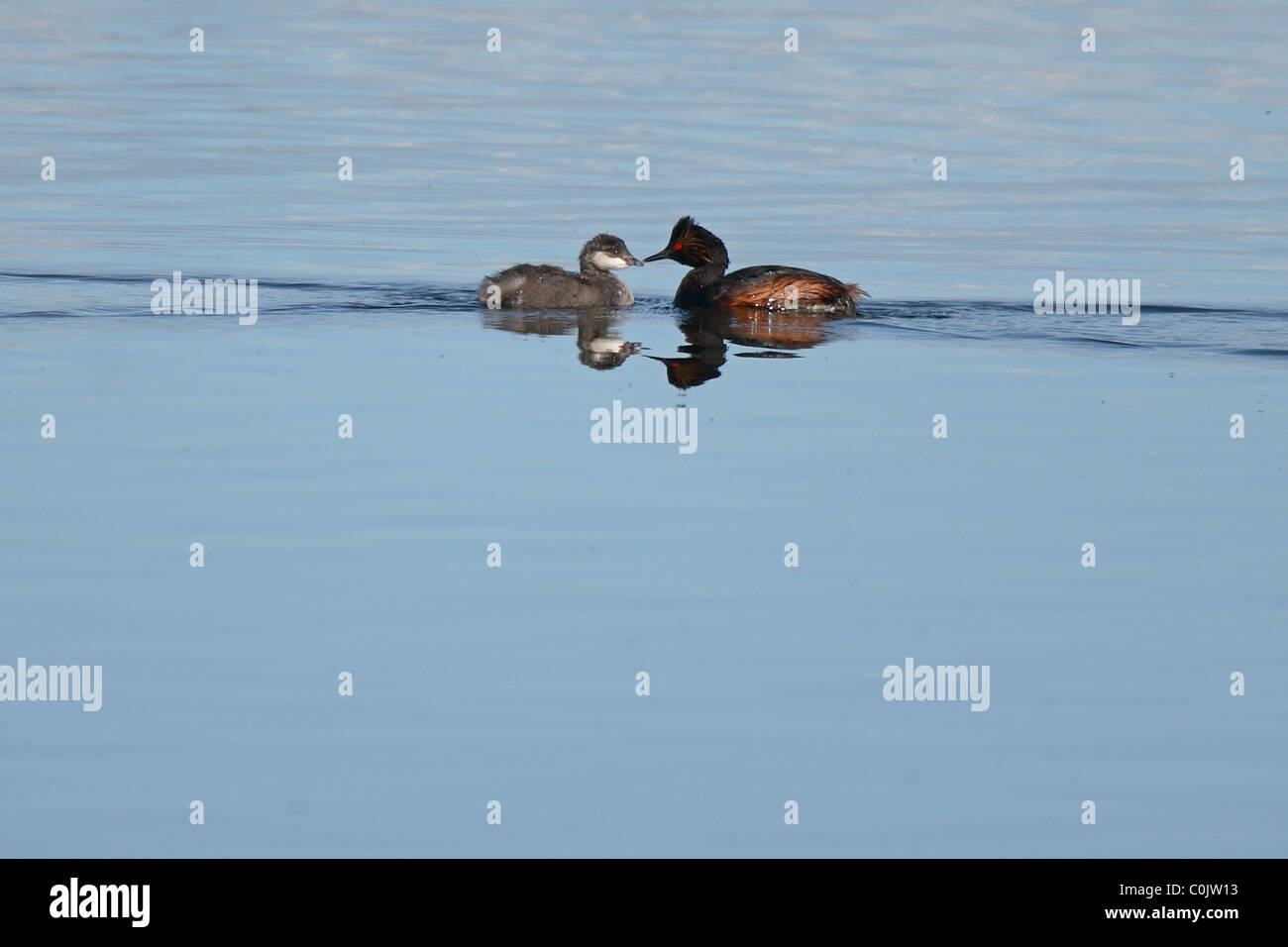 Eared Grebe feeding its baby Stock Photo - Alamy