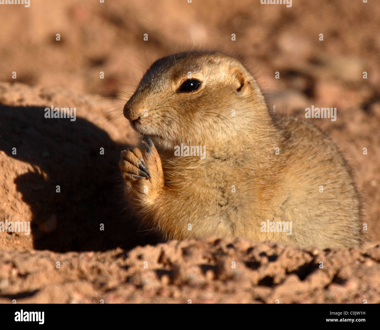 A Prairie Dog worrying away the day Stock Photo - Alamy