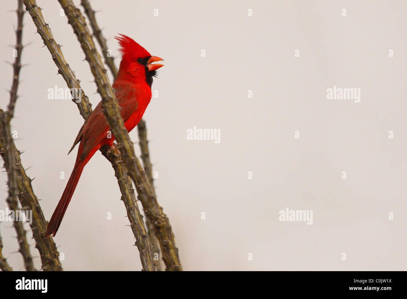 A Cardinal singing from a desert perch Stock Photo - Alamy