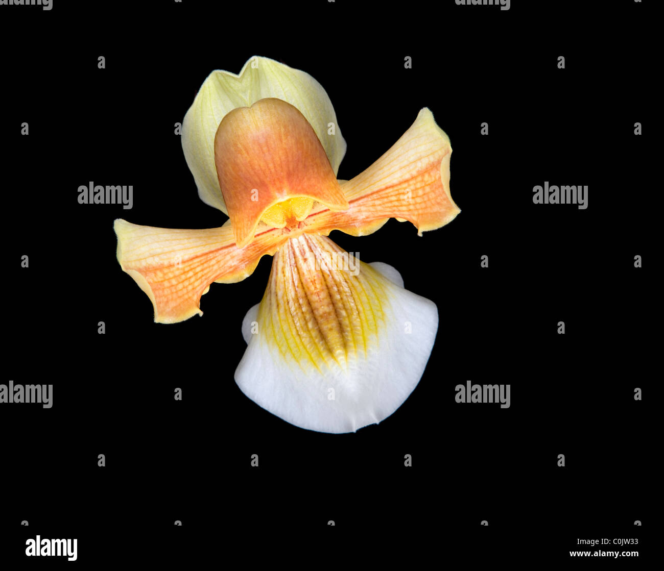 Angel orchid hi-res stock photography and images - Alamy