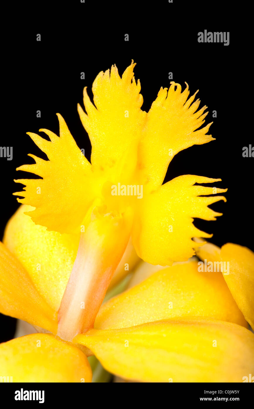 Epidendrum hybrid hi-res stock photography and images - Alamy
